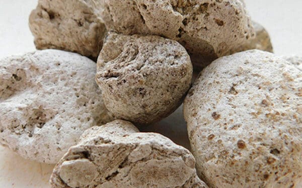 Inilah Muntahan Paus Ambergris, Bahan Parfum Harga Miliaran!