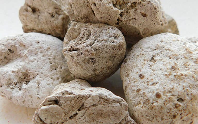 Inilah Muntahan Paus Ambergris, Bahan Parfum Harga Miliaran!