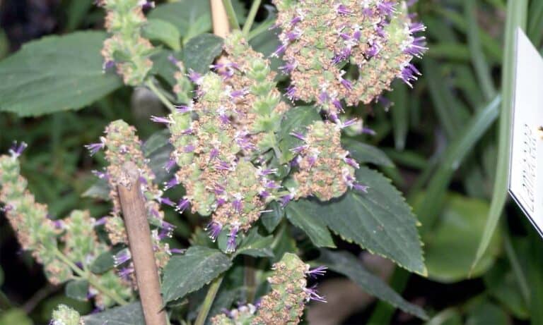 5 Jenis Bahan Campuran Parfum di Pasaran dan Fungsinya